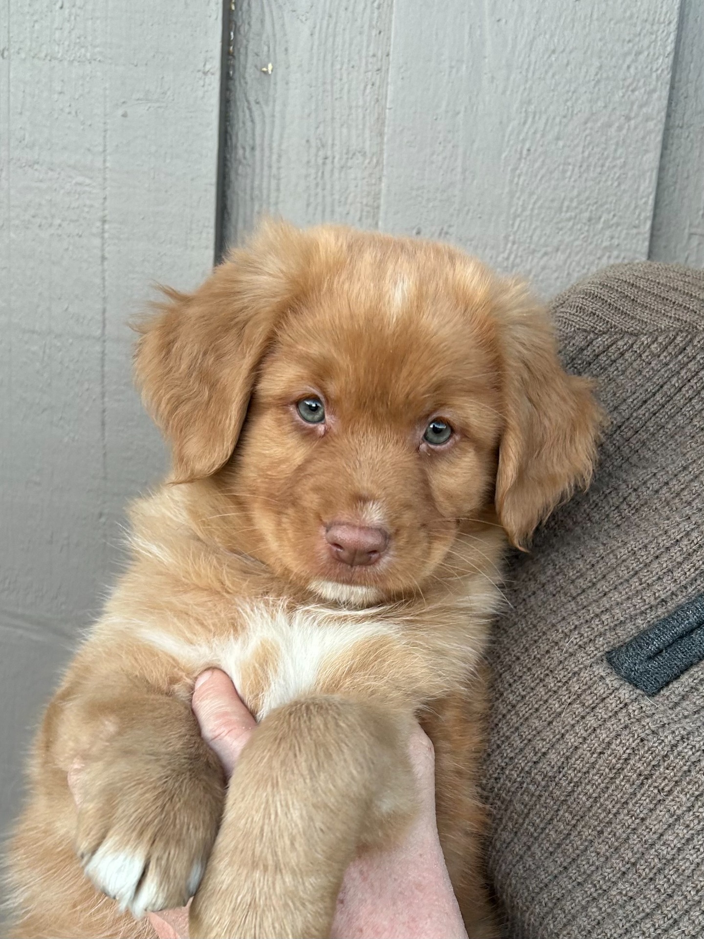 3rd litter - The Charming ones :: Rockferry-kennel